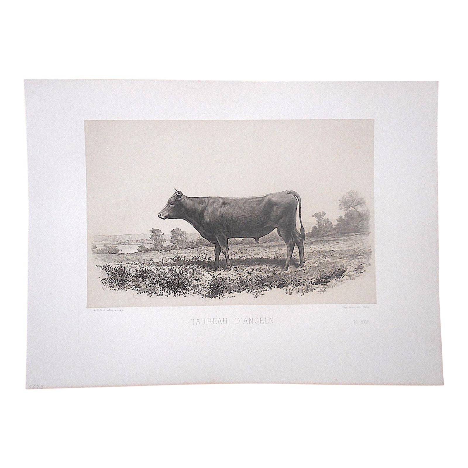 Antique Pure Bred Cattle Engraving-Large Folio | Chairish