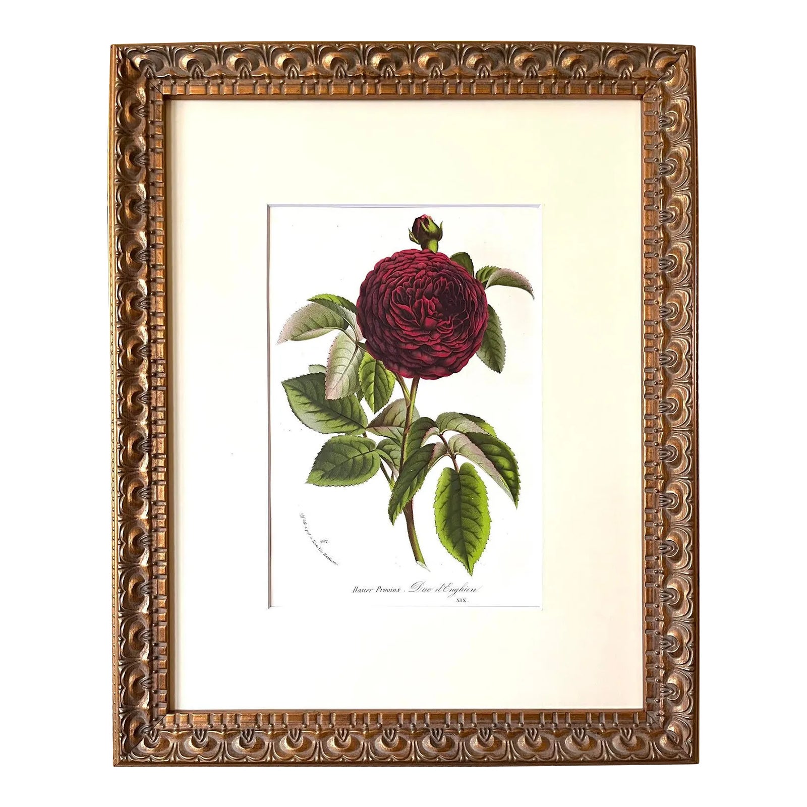 Original Antique French Floral Botanical the Roses of Provence by Van ...