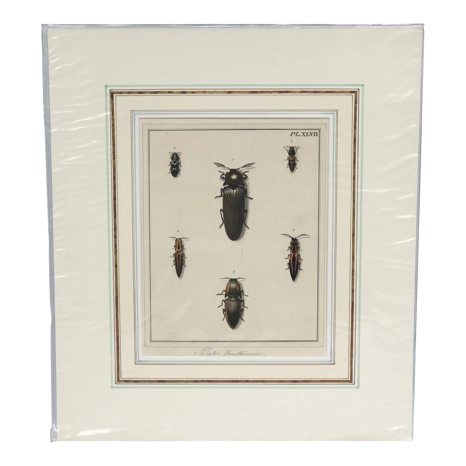18th Century Hand-Colored Entomology Art Print | Chairish