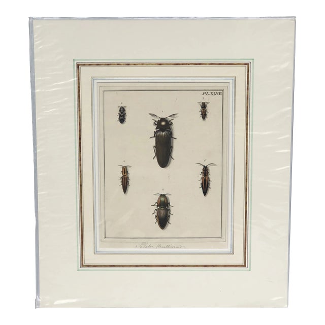 18th Century Hand-Colored Entomology Art Print | Chairish