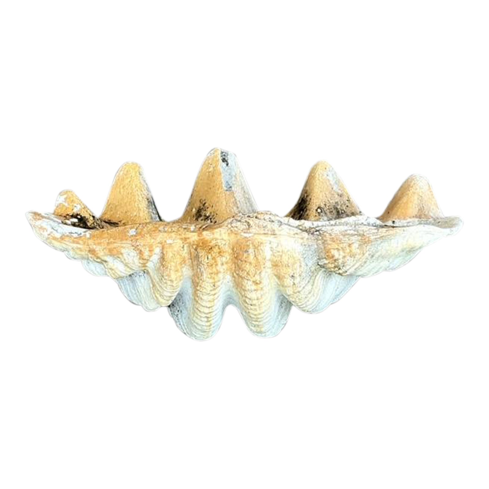 Vintage Costal Gigas Resin Clam Shell | Chairish