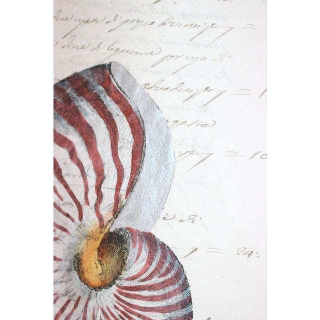 Hand Painted Nautilus Shell on Parchment | Chairish