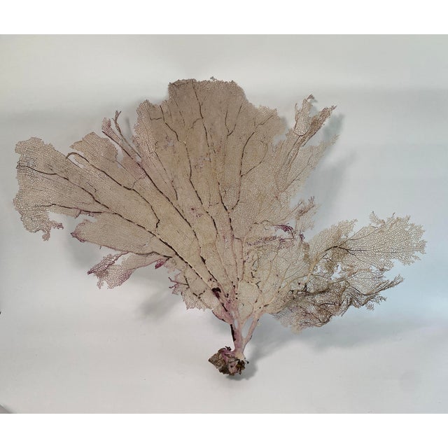Giant Natural Caribbean Sea Fan | Chairish