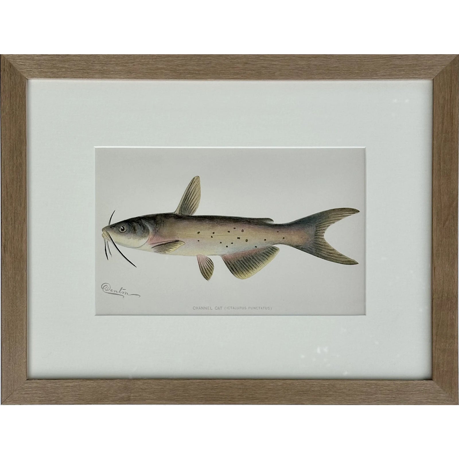 20th Century Channel Catfish Print, Framed | Chairish