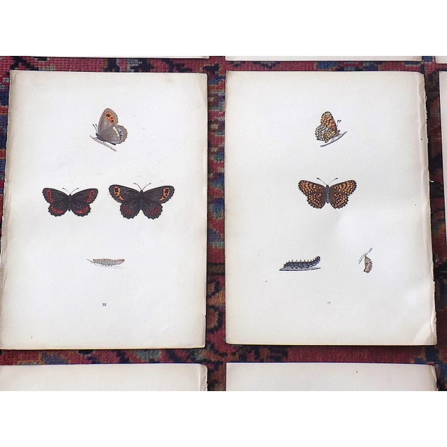 Antique 19th Century Hand Colored Butterfly Lithographs - Set of 12 ...