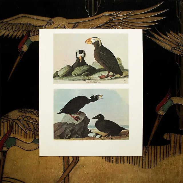 Tufted Puffin and Surf Duck After Audubon, 1966 Cottage Prints | Chairish