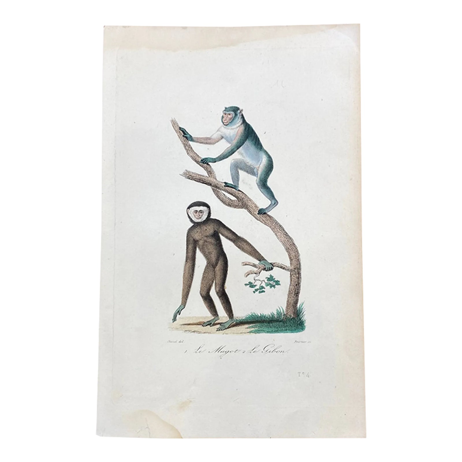 French Antique 18th Century "Le Magot" Monkey Animal Engraving Hand ...