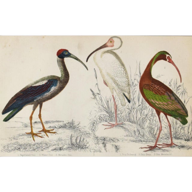 19th Century English Hand Colored Shore Bird Engraving by Goldsmith ...