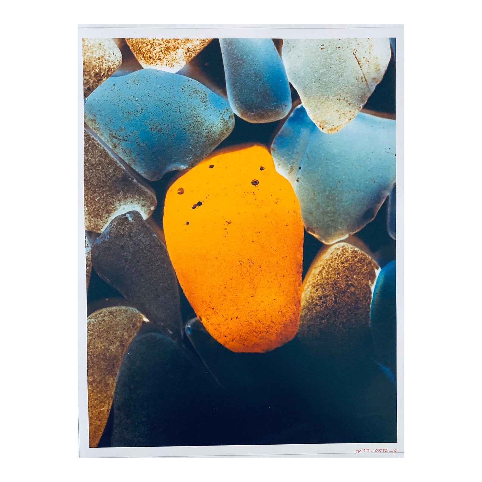 Jeffrey Rothstein, Flora Fauna Series Vintage Color Photograph Abstract ...
