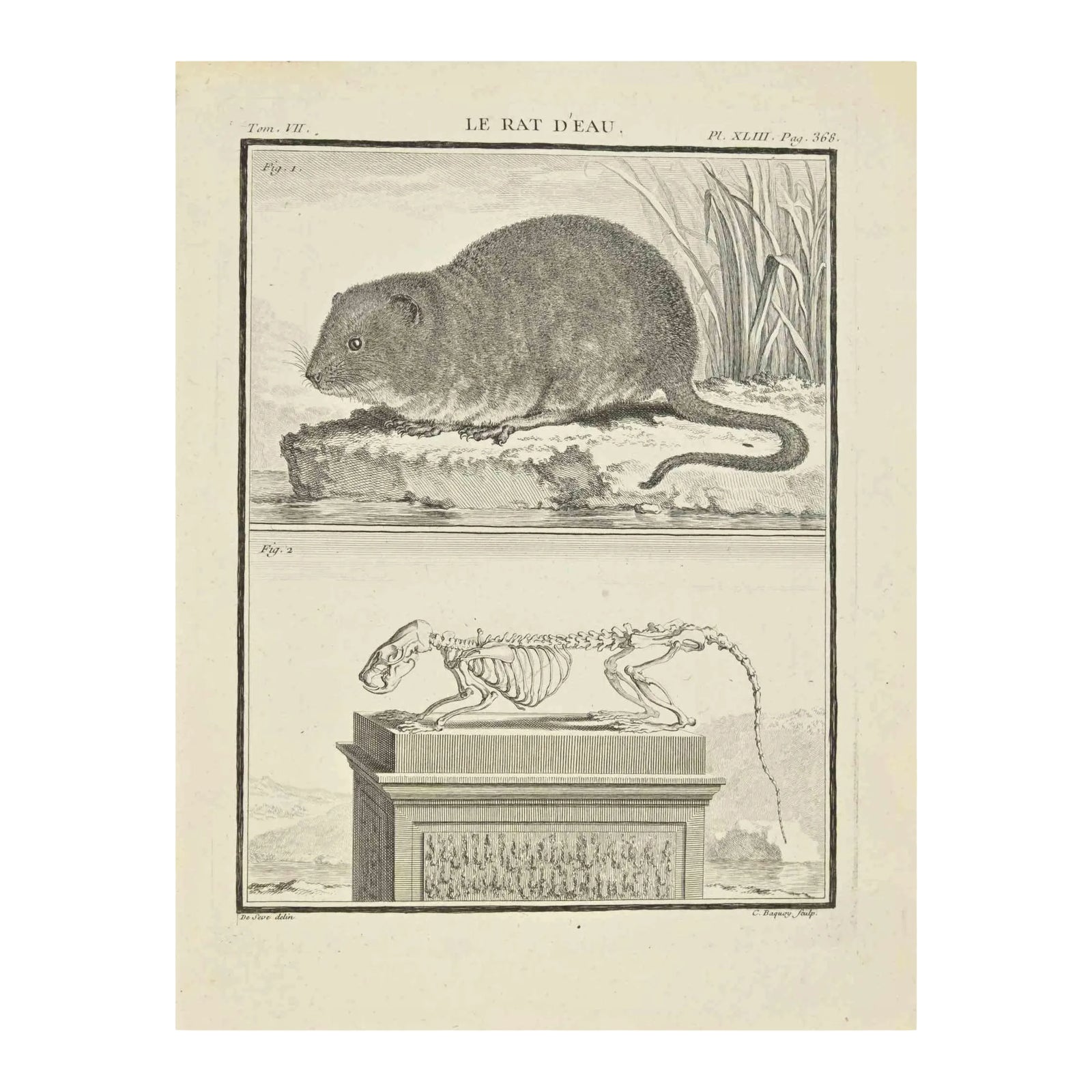 Jean Charles Baquoy, Le Rat d'Eau, Etching, 1771 | Chairish