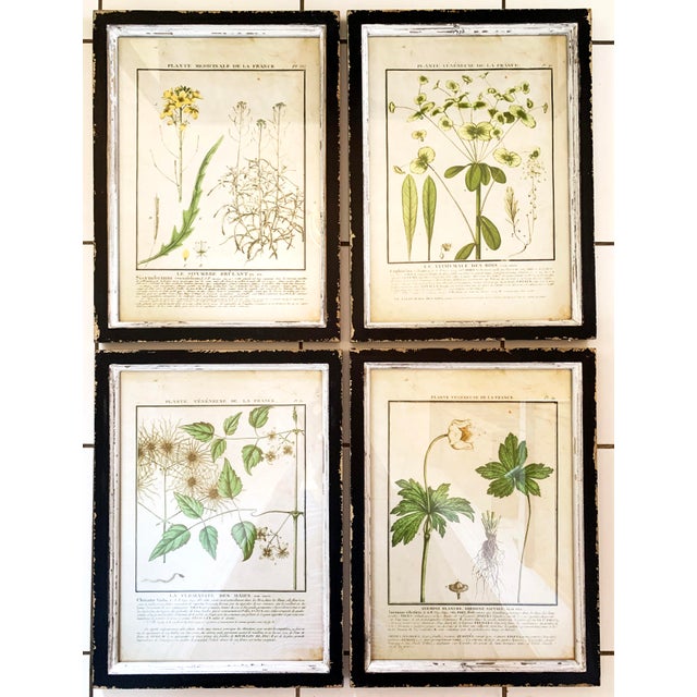 Vintage French Botanical Prints Reproductions Framed - Set of 4 | Chairish
