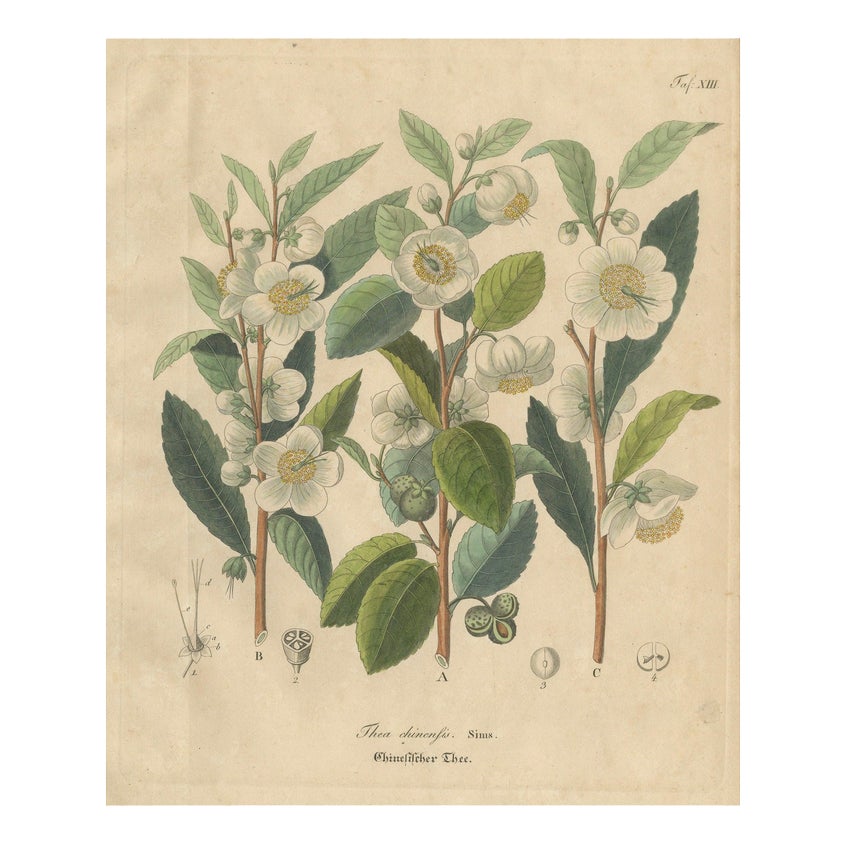 Thea Chinensis, 1800s, Paper | Chairish