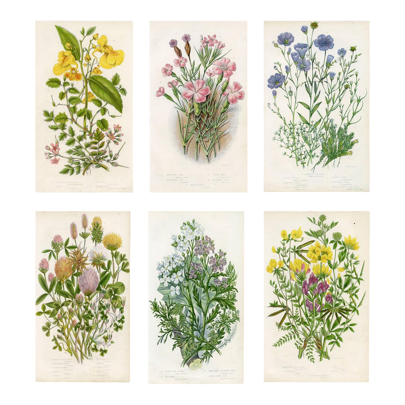 Antique Botanical Prints by Anne Pratt, Set of 6, 1870s, Original ...