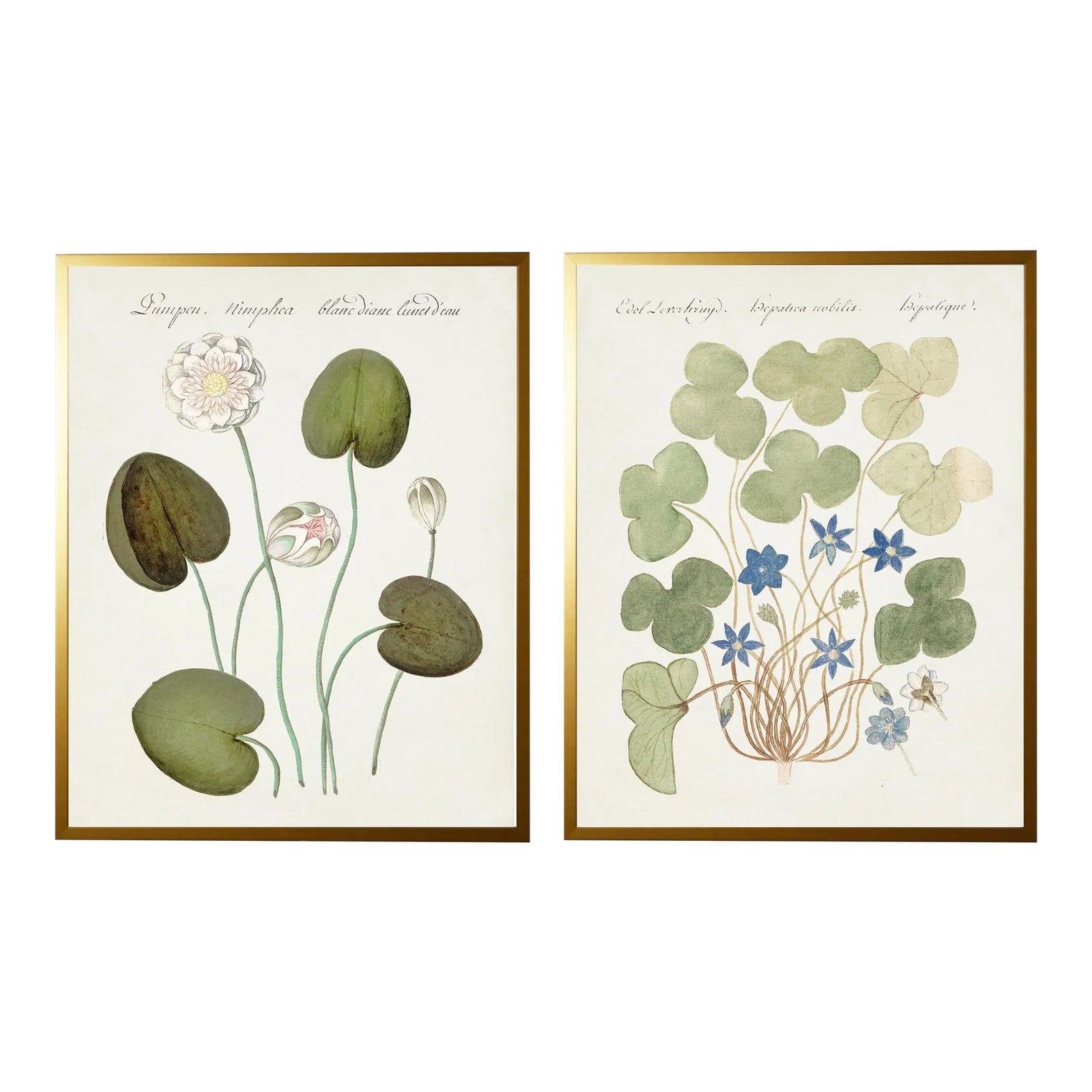 Bookplate Prints in Gold Shadowbox - 23" x 29", Set of 2 | Chairish