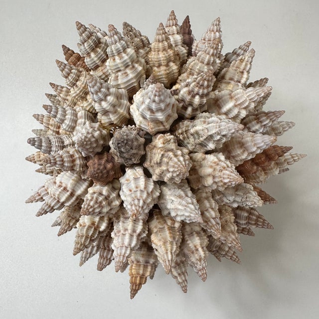 Triton Sea Shell Sculpture | Chairish