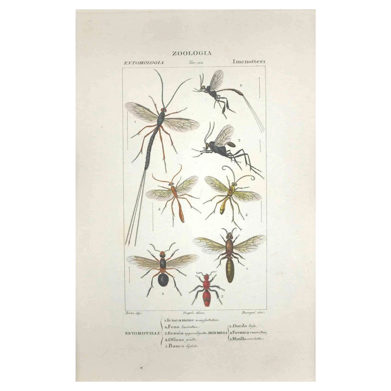 Pierre Jean François Turpin, Hymenoptera, Etching, 1831 | Chairish