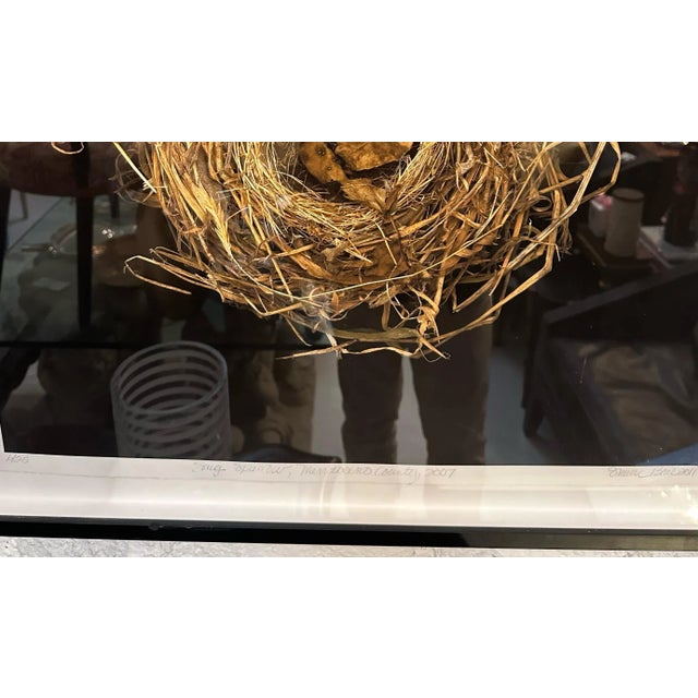 Sharon Beals Lithograph of a Song Sparrow Nest | Chairish