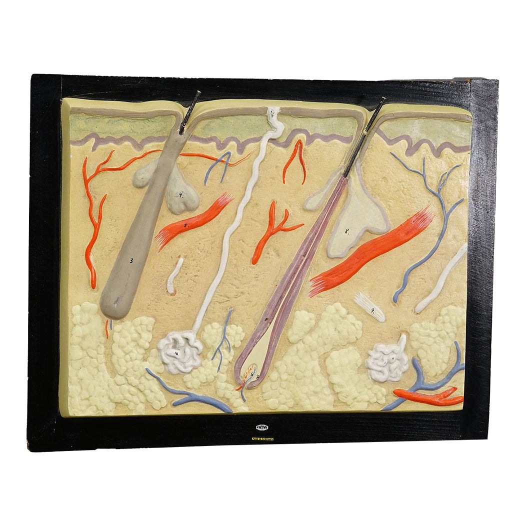 Teaching Aid Showpiece - Structure of the Human Skin, Plaster on Wood ...