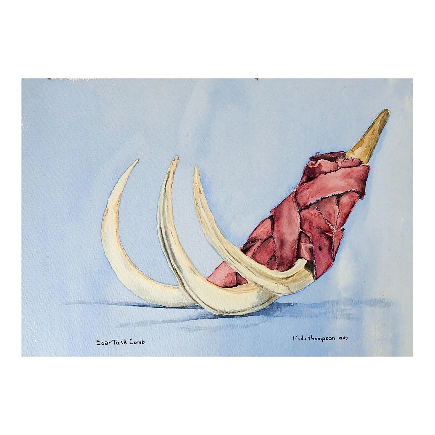 Vintage Primative Boar Tusk Comb Watercolor Painting | Chairish