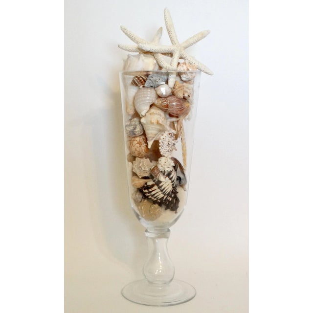 Large Coastal Glass Vase With Seashell Collection | Chairish