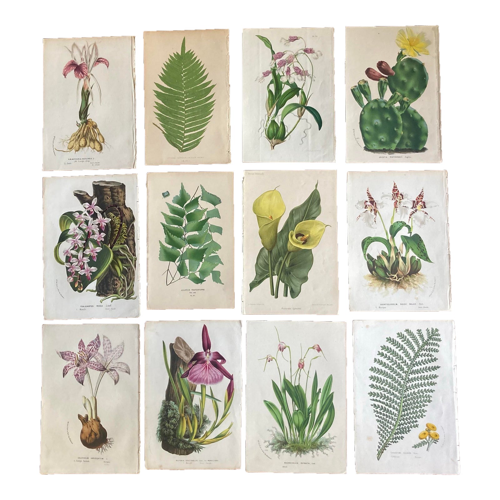 Set of 12 Color Botanical Prints From the 19th Century. | Chairish