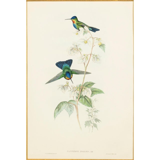 19th Century Hummingbird Botanical Prints in Giltwood Frames – Set of 3 ...