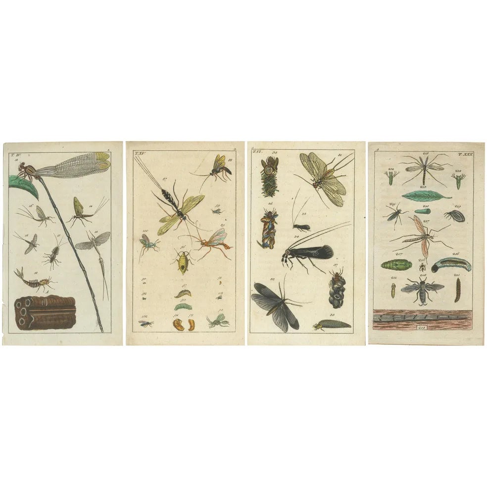 Wilhelm, Insects and Life Cycles, 1832, Prints, Set of 4 | Chairish