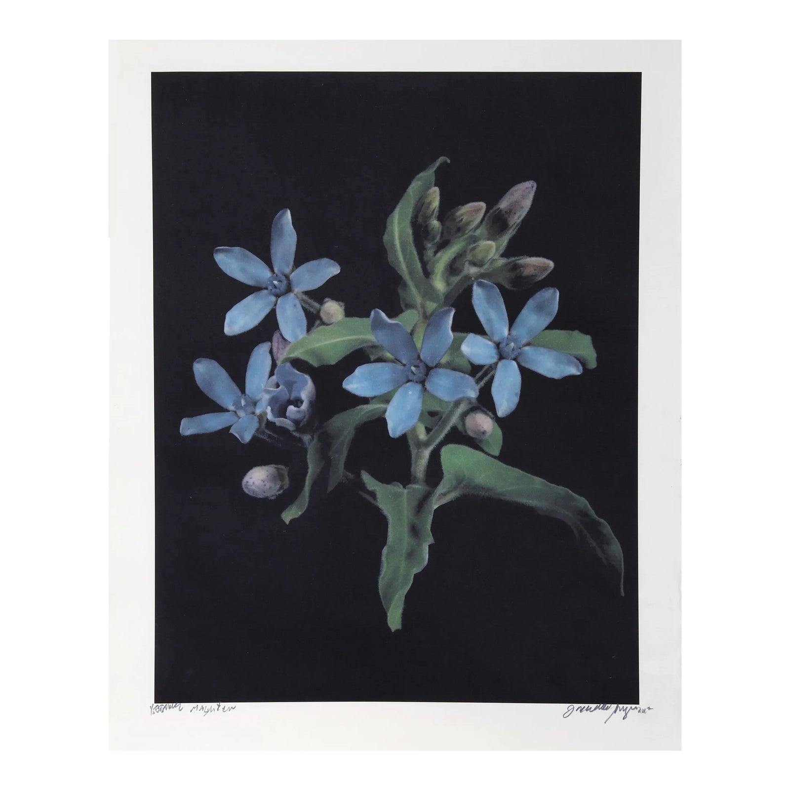 T. Magnifica, Jonathan Singer | Chairish