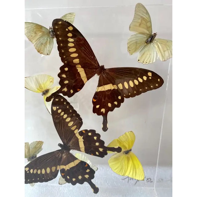 1970s Paul Purington Butterflies in Lucite Boxes - Set of 2 | Chairish