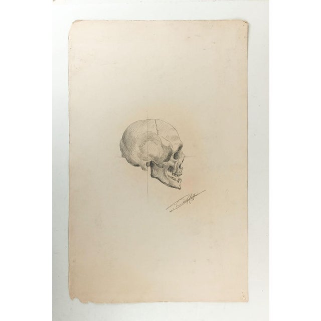 Antique Skull Drawing | Chairish