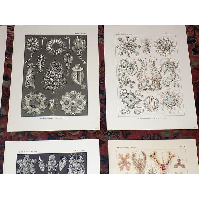 Antique 19th Century Ernst Haeckel Hand Colored Sea Creature ...