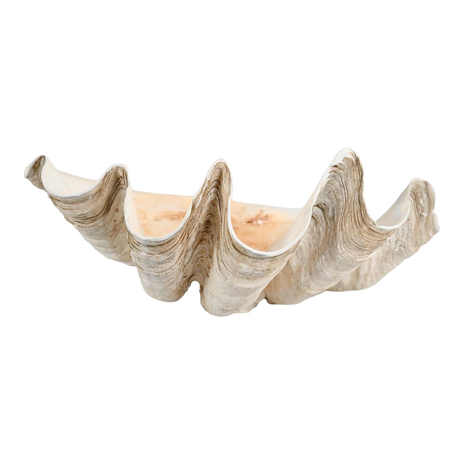 Large Natural Clam Shell | Chairish