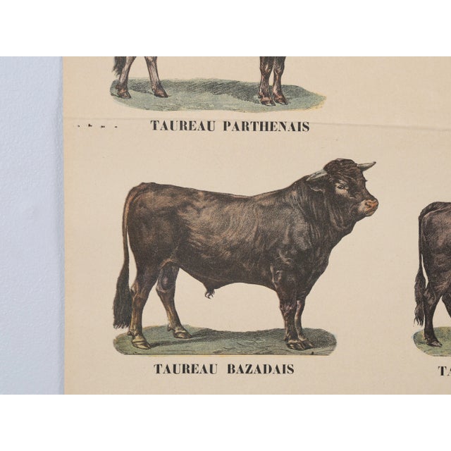Old French Poster of Farm Animals Great for Country French Kitchen From ...