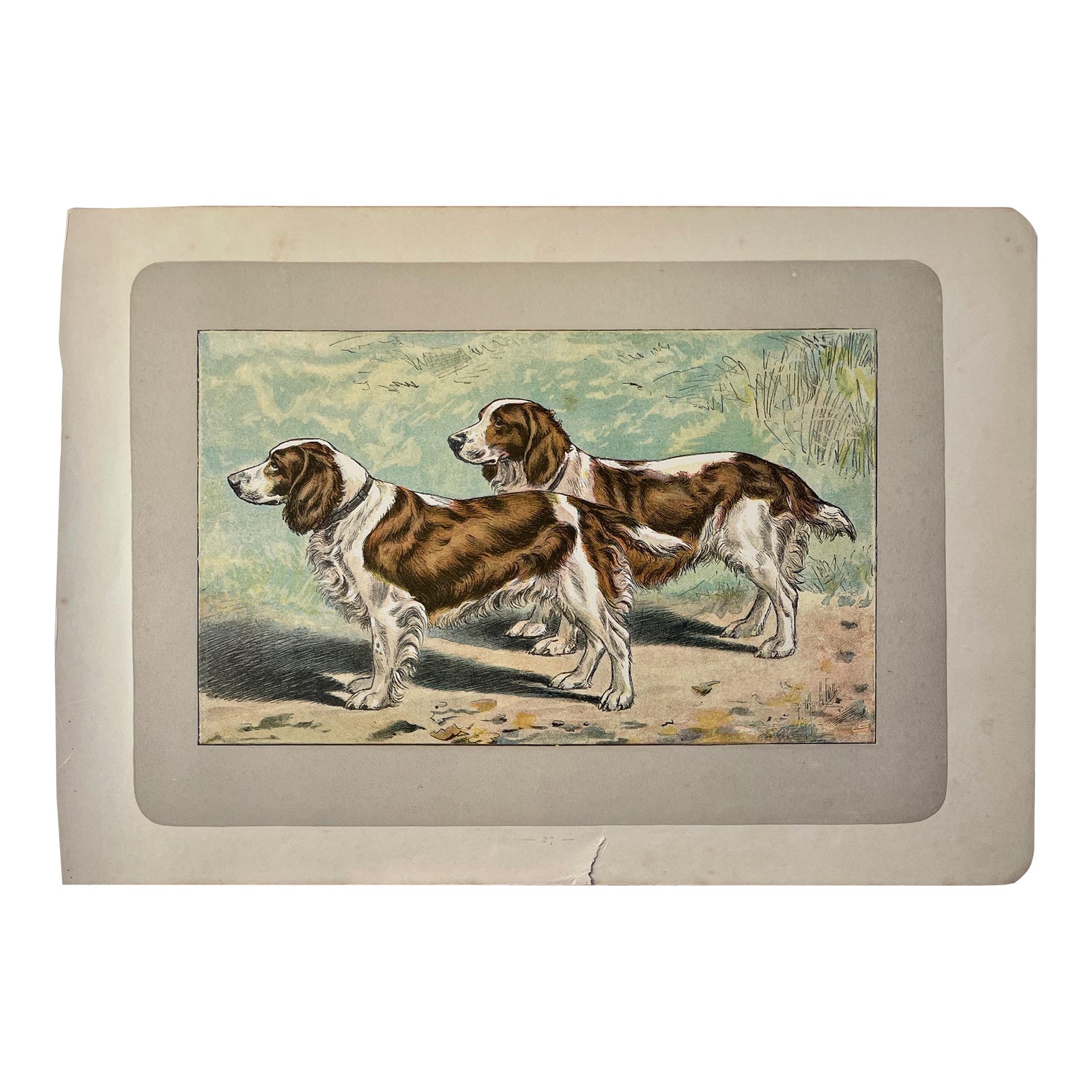 1907 French Photogravure Print of "Le Welsh Spaniel” Hunting Dogs ...