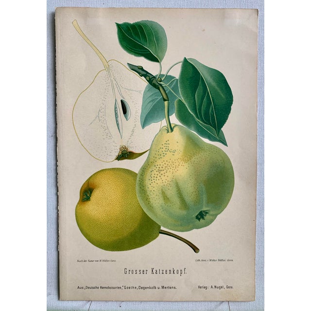 Late 19th Century Botanical Fruit Prints - Set of 3 | Chairish