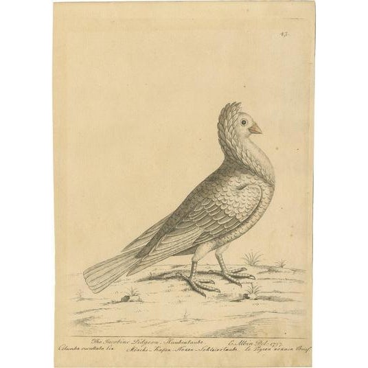 jacobin pigeon