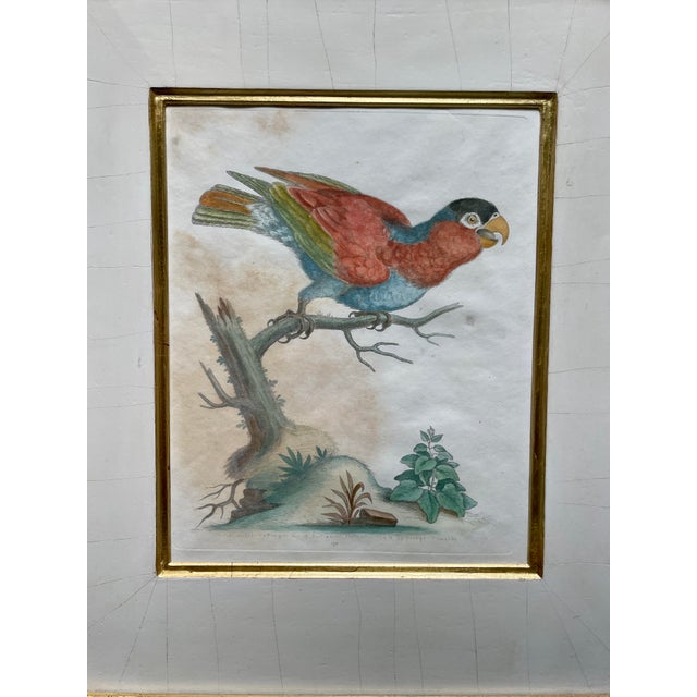 Pair of Framed, Hand Colored Parrots From Trowbridge Gallery | Chairish