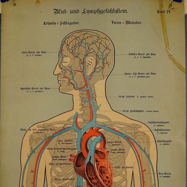 Anatomical Wall Chart Depicting the Human Lymphatic and Blood Vessels ...