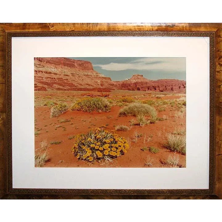 Vintage Color Photograph by James Thomson "Yellow Flowers Hurrah Pass ...