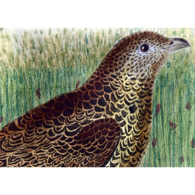 A Falkland Island Quail: An 18th Century Hand-Colored Engraving by ...