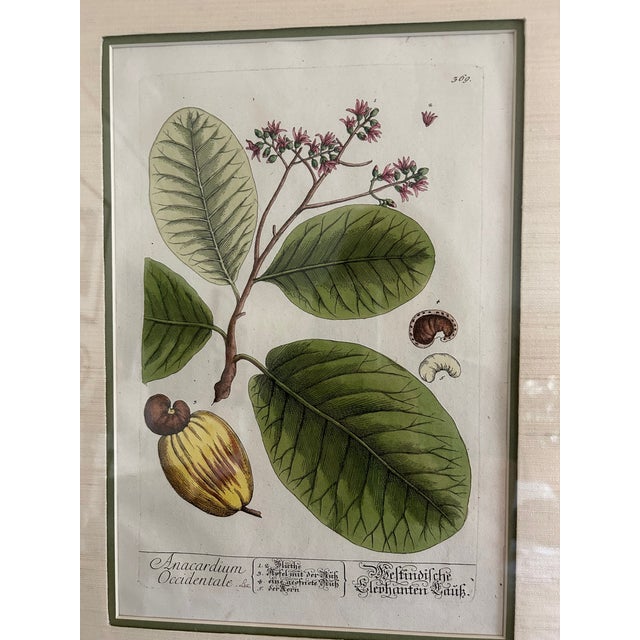 18th Century Botanical Prints, Framed - Set of 2 | Chairish