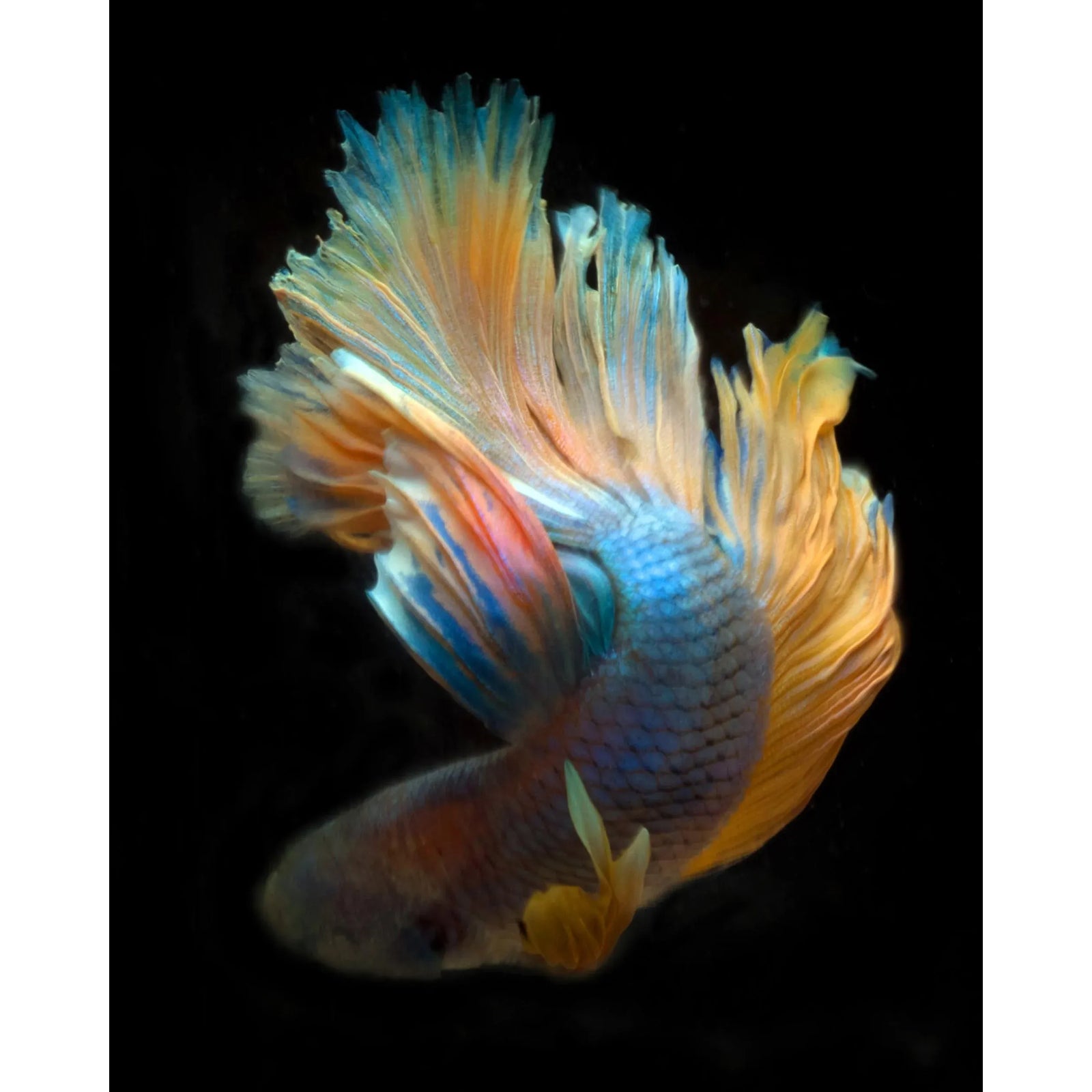 "Betta 43" Contemporary Photograph of a Fish | Chairish