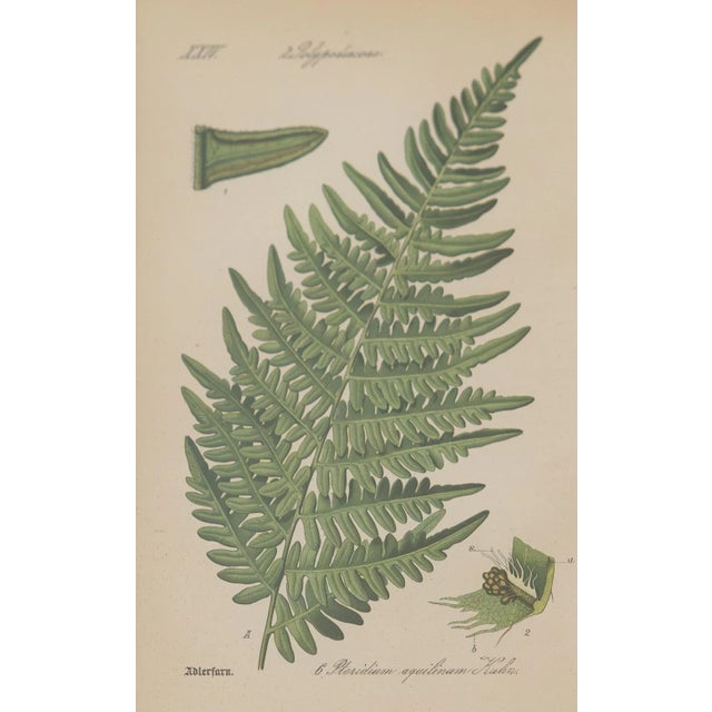 Custom Framed Antique Ferns Botanical Engravings - Set of Four | Chairish
