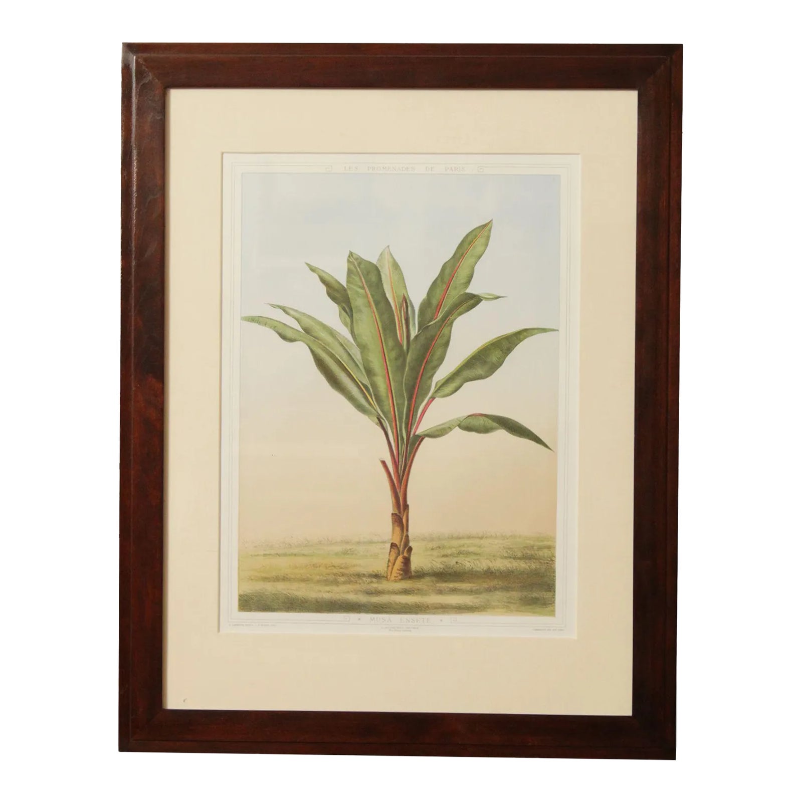 Le Promenades de Paris 'Musa Ensete' Lithograph after Francois Frederic ...