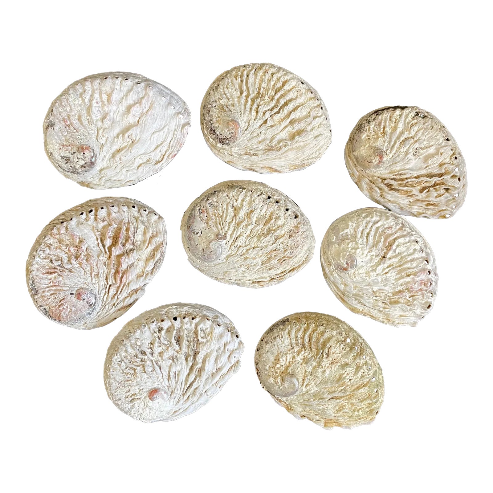 Unpolished South African Midae Abalone Shells - Set of 8 | Chairish