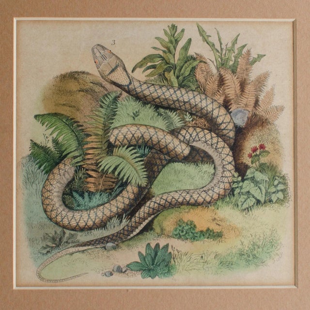 Antique Snake Engraving | Chairish