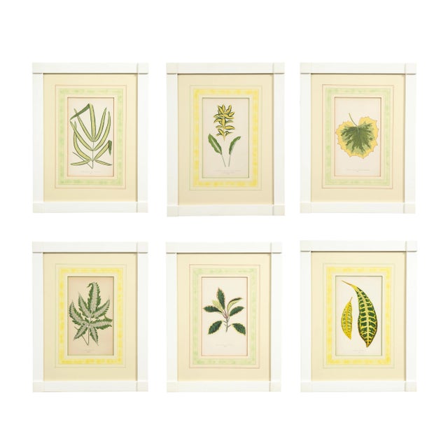 Edward Joseph Lowe Botanical Prints 1861- Set of 6 | Chairish