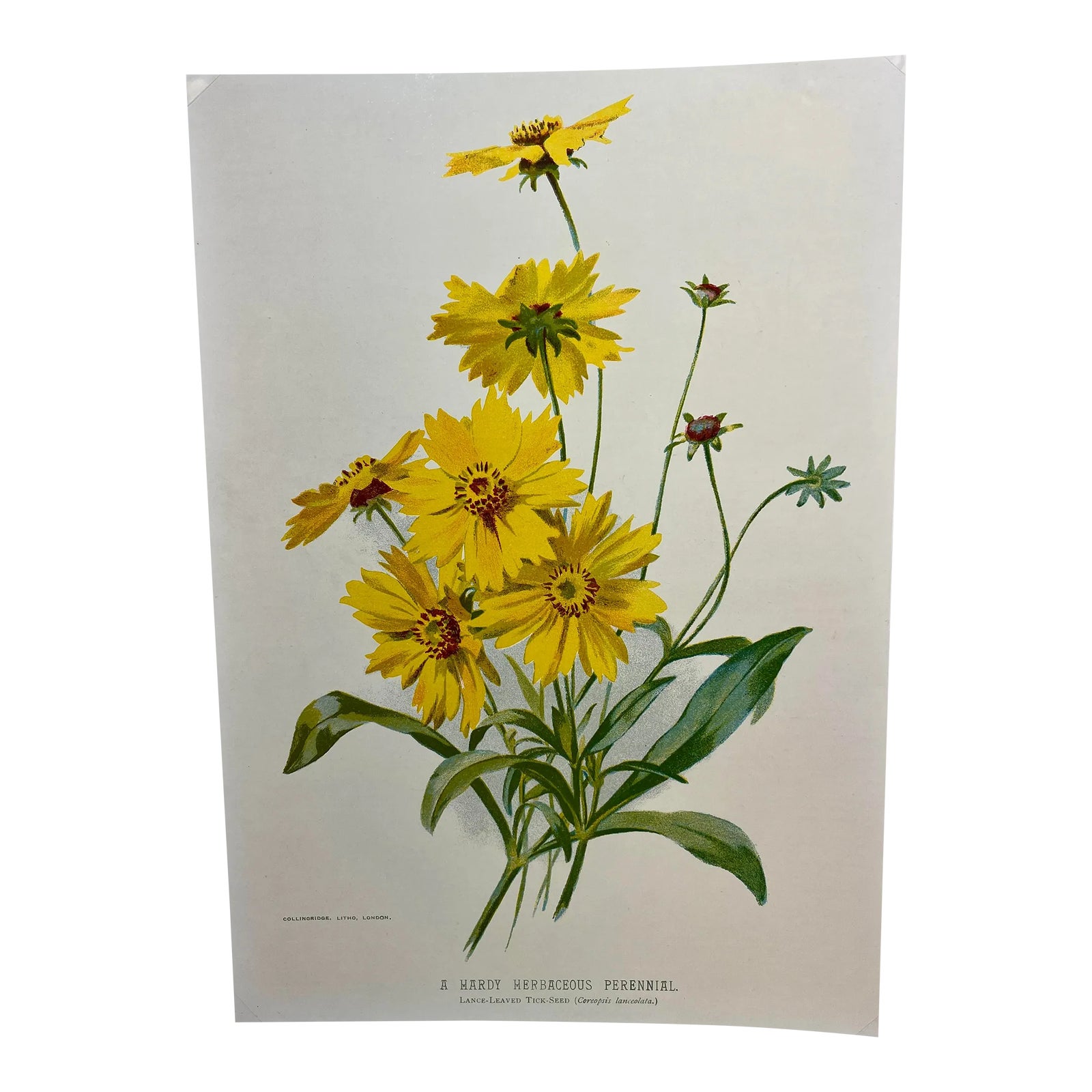 Antique Botanical Print From England Showcasing Bright Yellow Lance ...