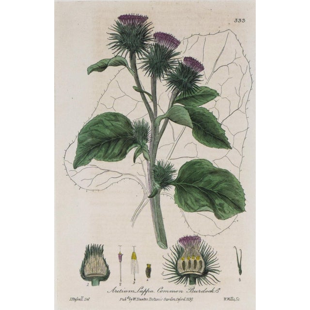 19th Century Antique English Hand Colored Thistle Botanical Print by ...