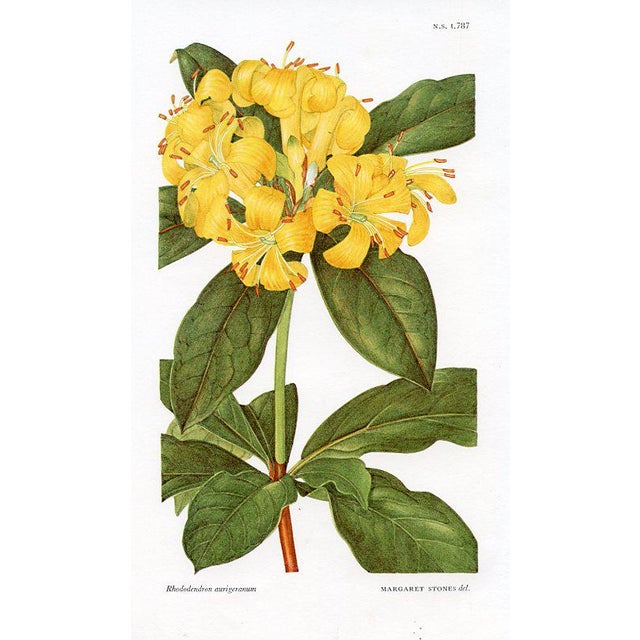Vintage Rhododendron Prints by Margaret Stones, a Pair | Chairish